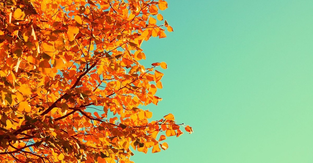 3 Surprising Connections TCM Makes to the Fall Season & How to ...